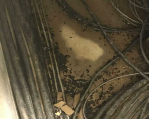 Goodyear Rodent Droppings Services - Bio-One of Goodyear, AZ - 623-606-9873